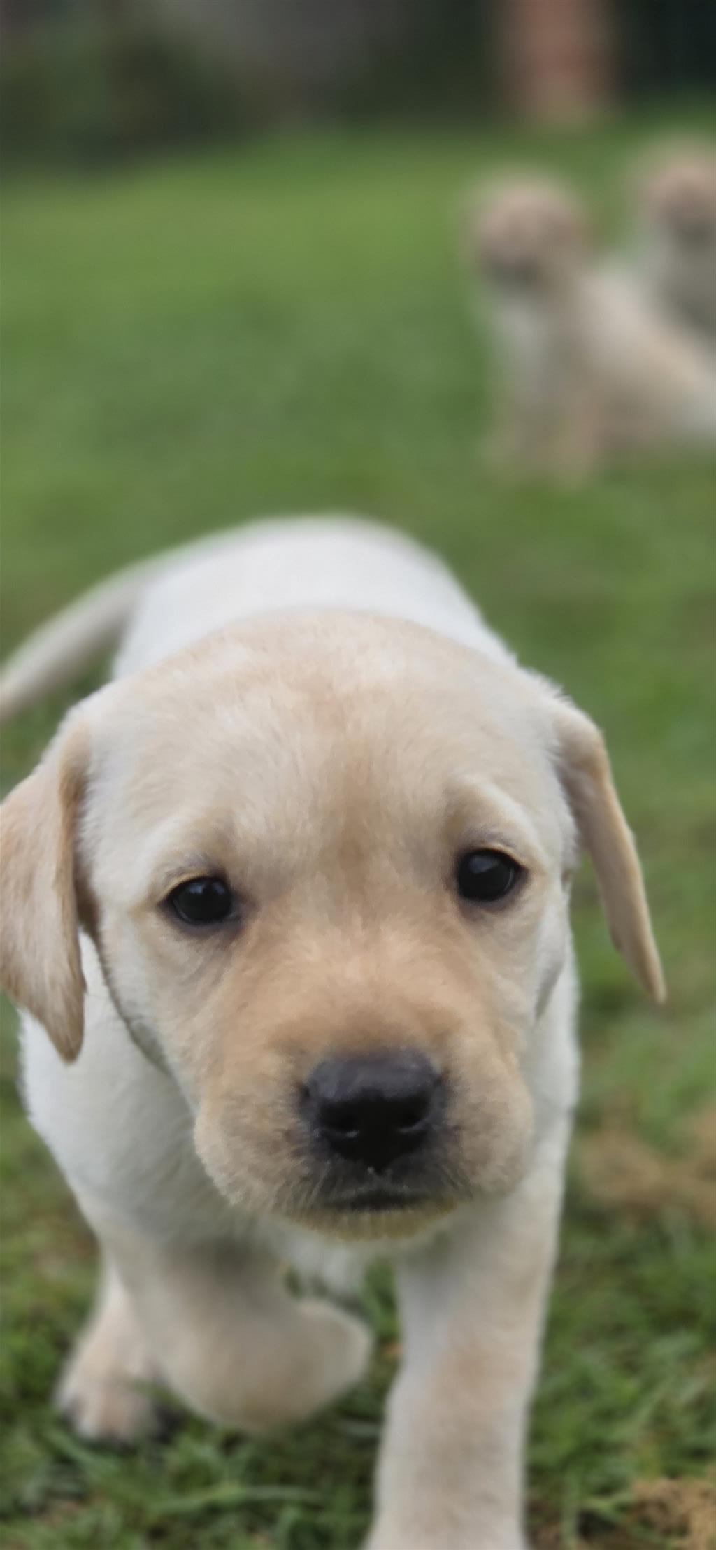 Beautiful Golden Labrador puppies | Junk Mail