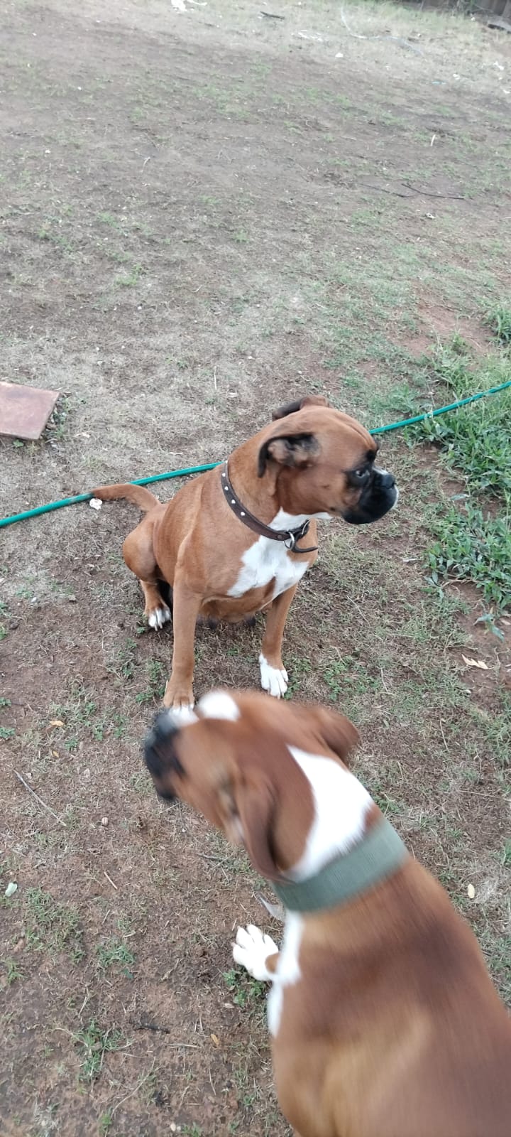 Boxer puppies | Junk Mail Marketplace