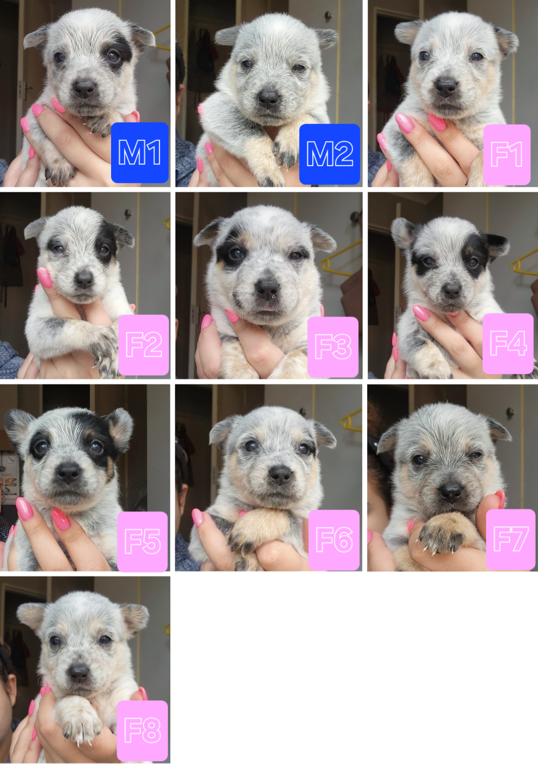 Australian cattle dogs ( Beeshonde ) | Junk Mail Marketplace