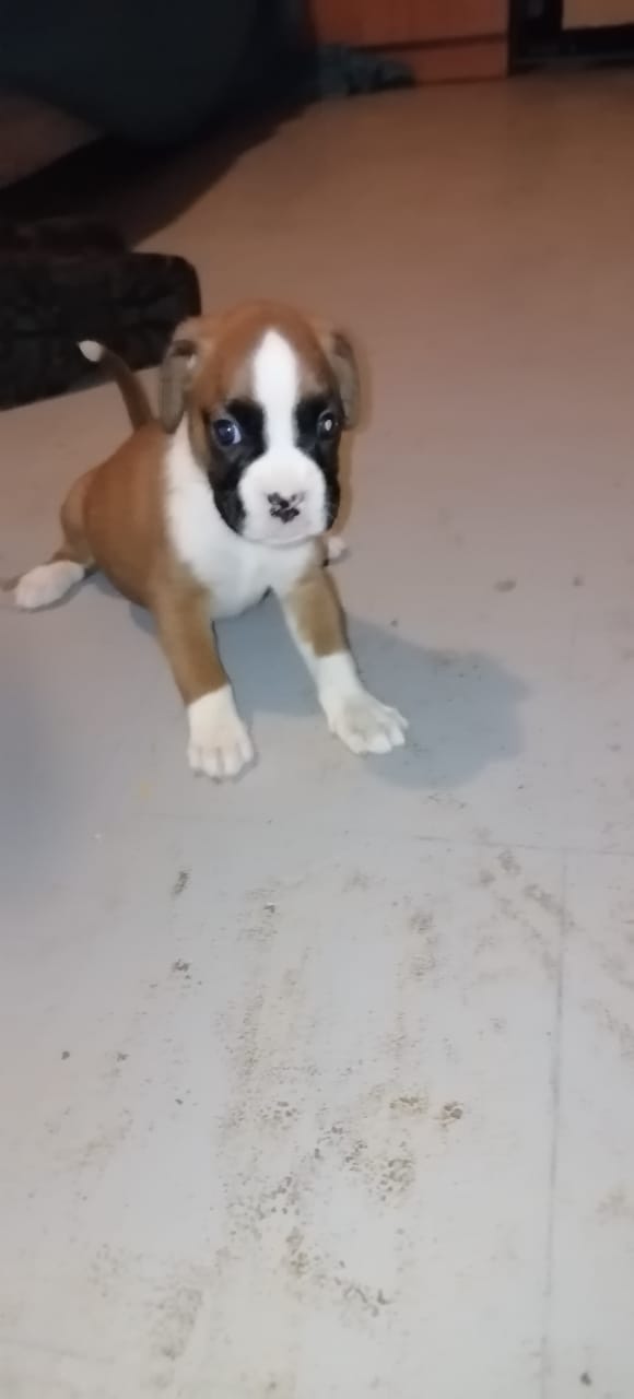 Boxer puppies | Junk Mail Marketplace