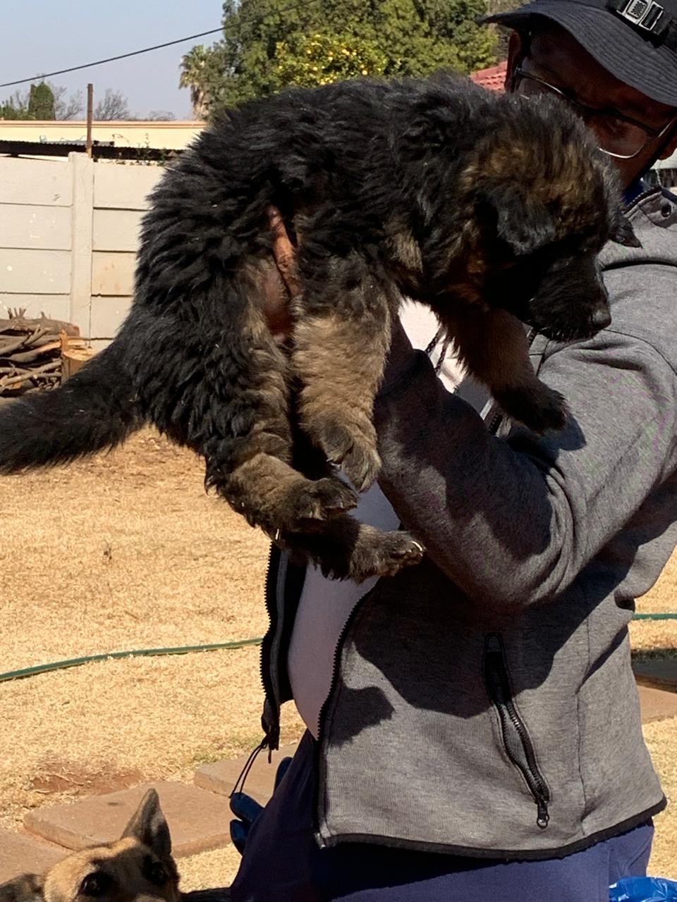 German shepherd puppies | Junk Mail