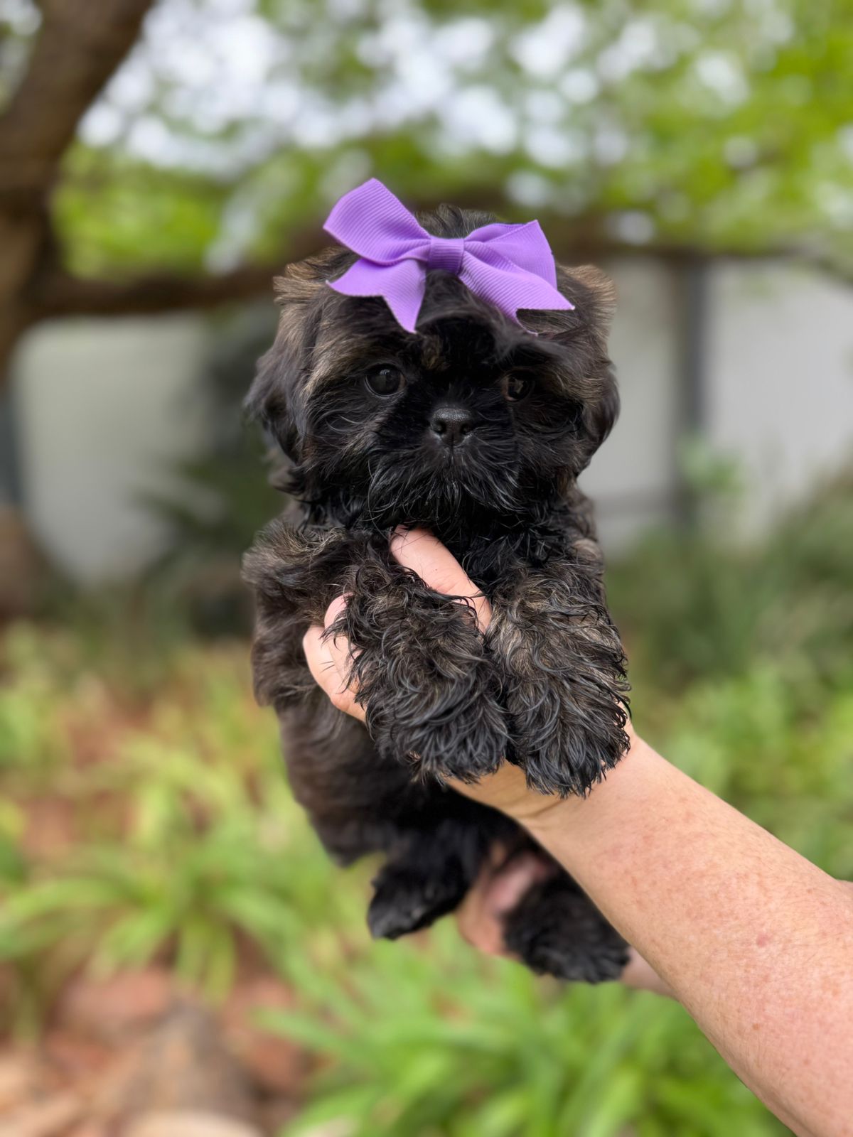 Gorgeous Shih Tzu girls available | Junk Mail Marketplace