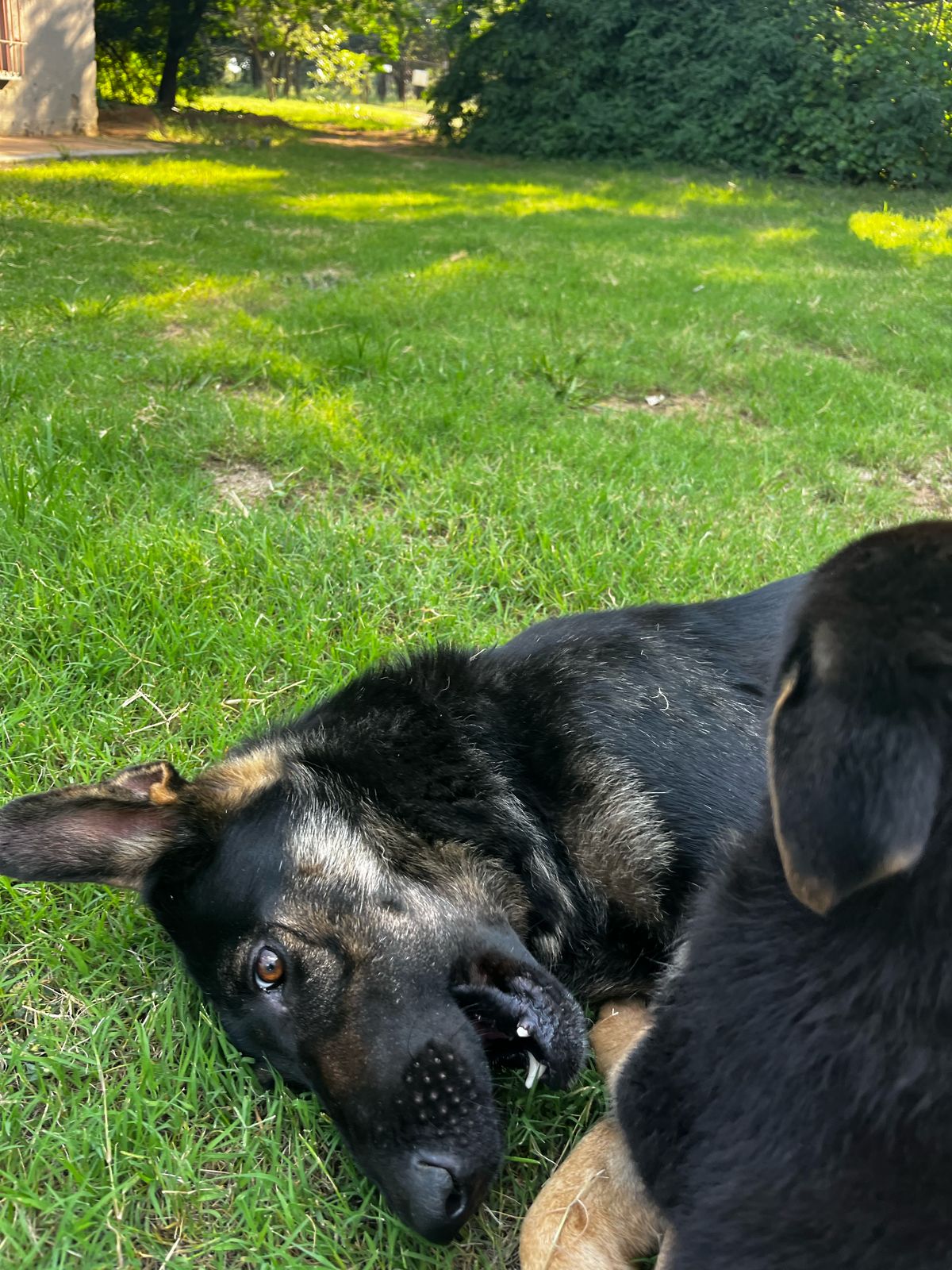 German shepard puppies | Junk Mail Marketplace