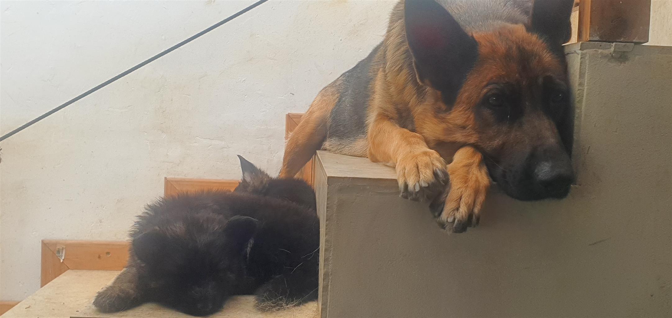 German Shepherd Pups for sale | Junk Mail Marketplace