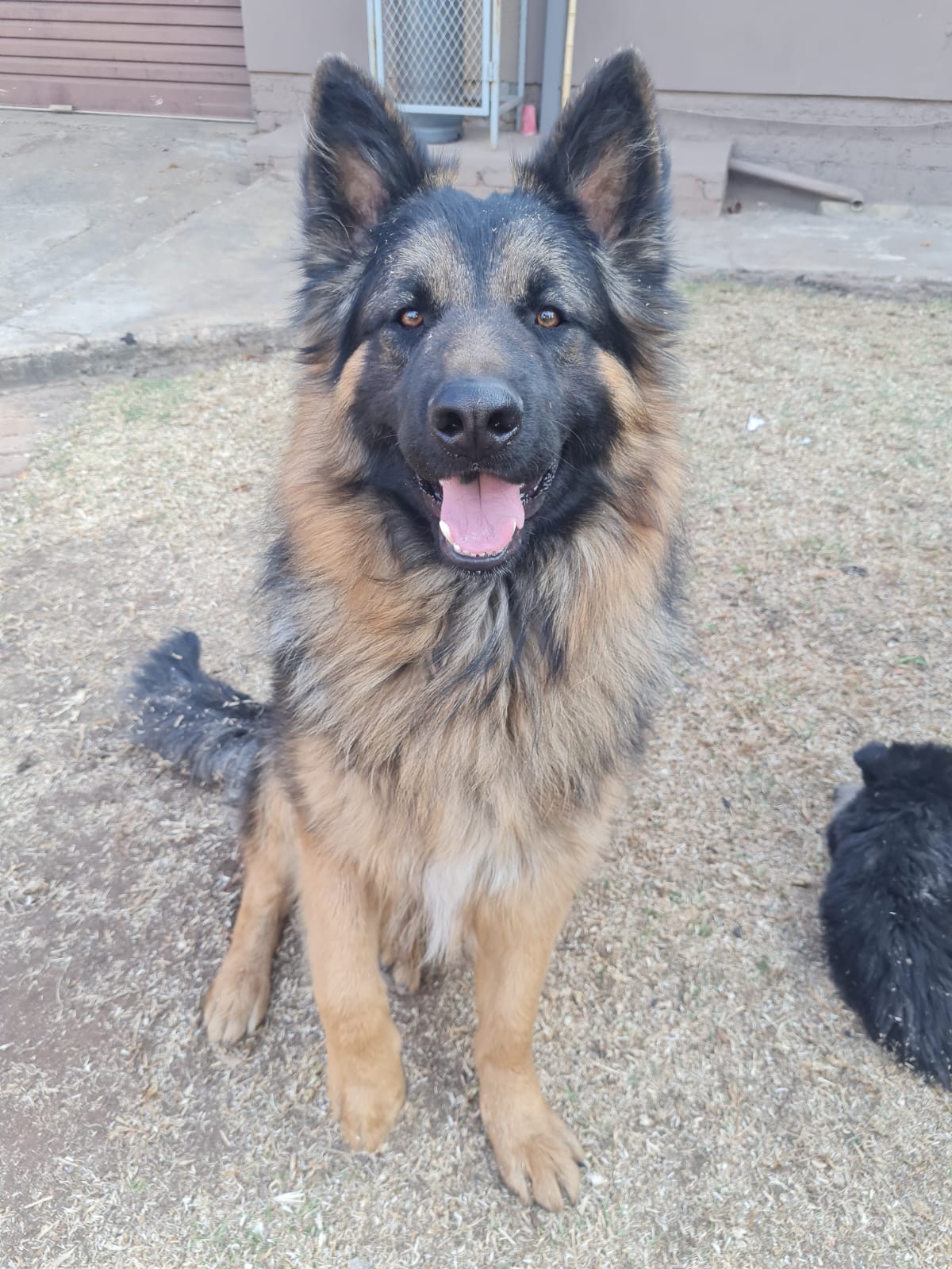 Pure bred German Shepherd | Junk Mail