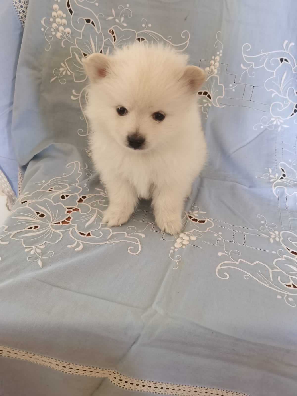 Toy pom (pomeranian ) | Junk Mail Marketplace