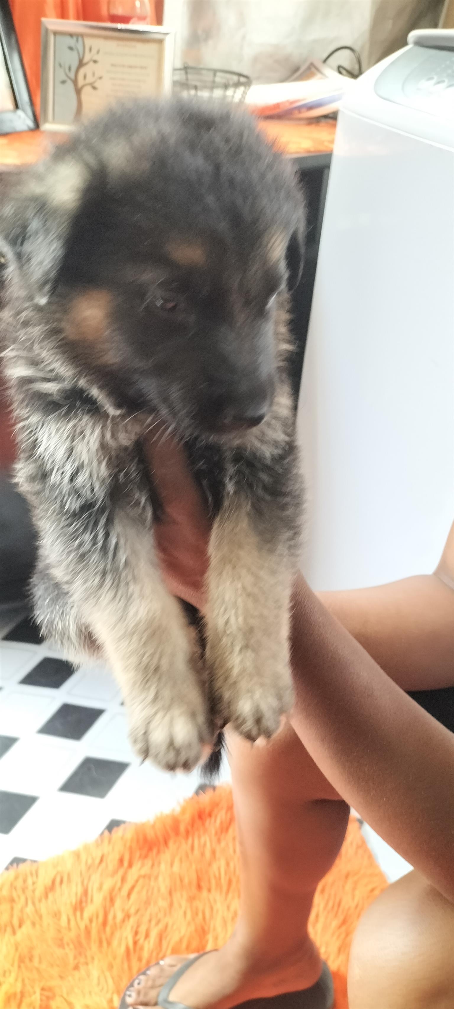 German shepherd | Junk Mail Marketplace