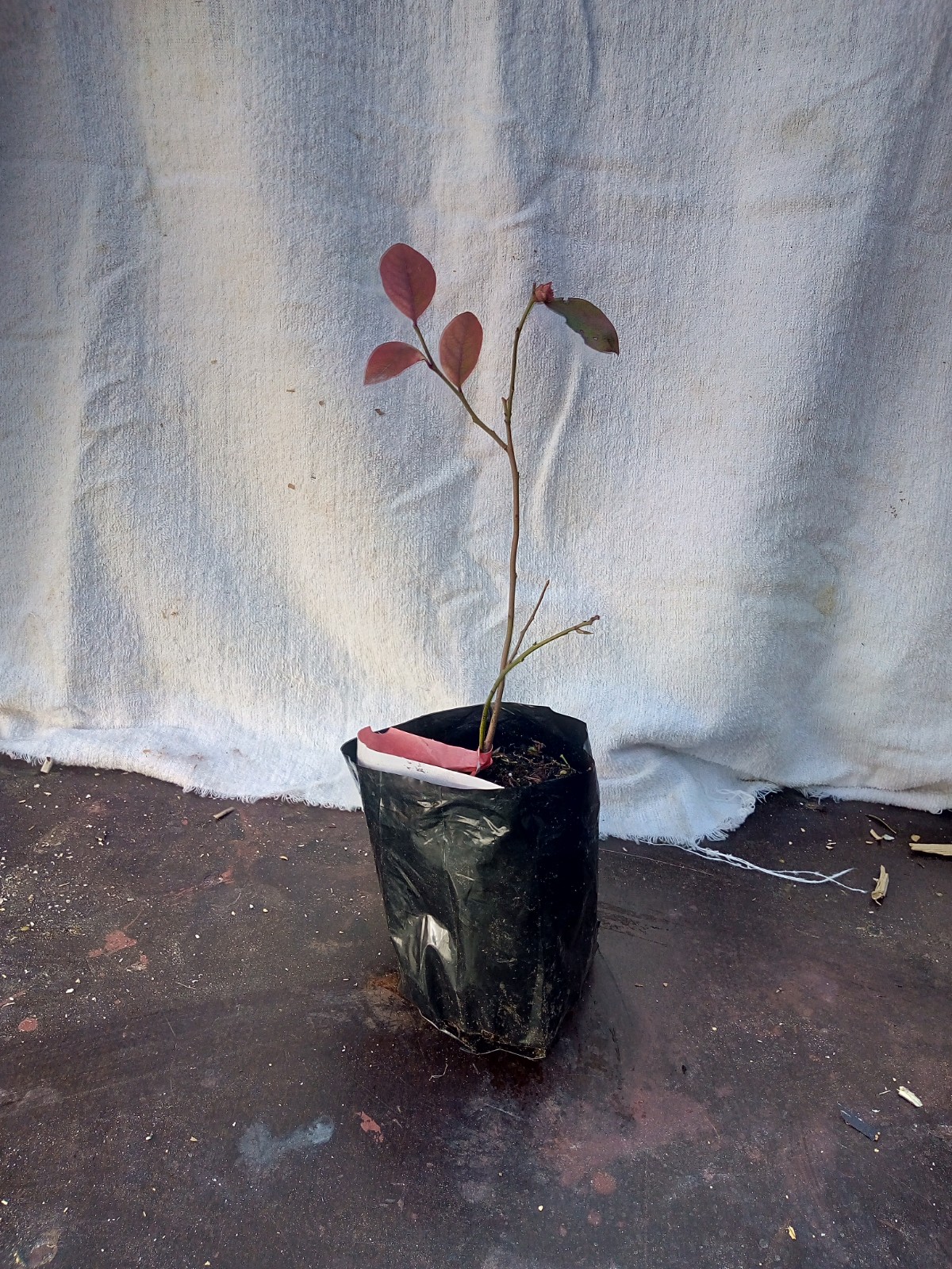 BLUEBERRY PLANTS FOR SALE. Fertilizer and growing medium for ...