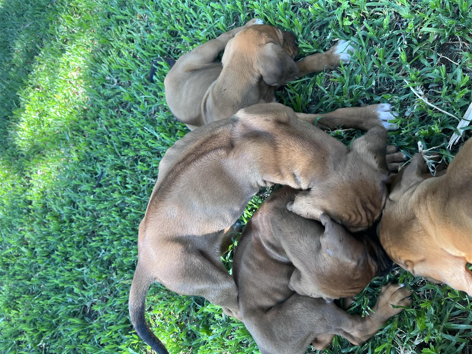 Rhodesian ridgeback puppies | Junk Mail