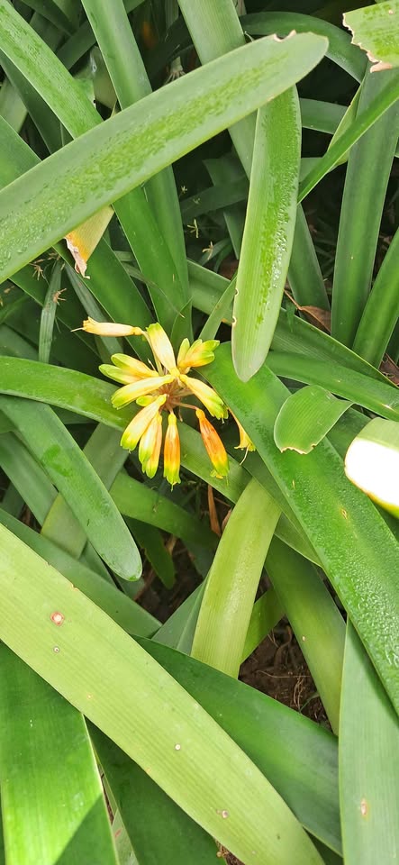Clivia Gardenii seeds for sale | Junk Mail Marketplace