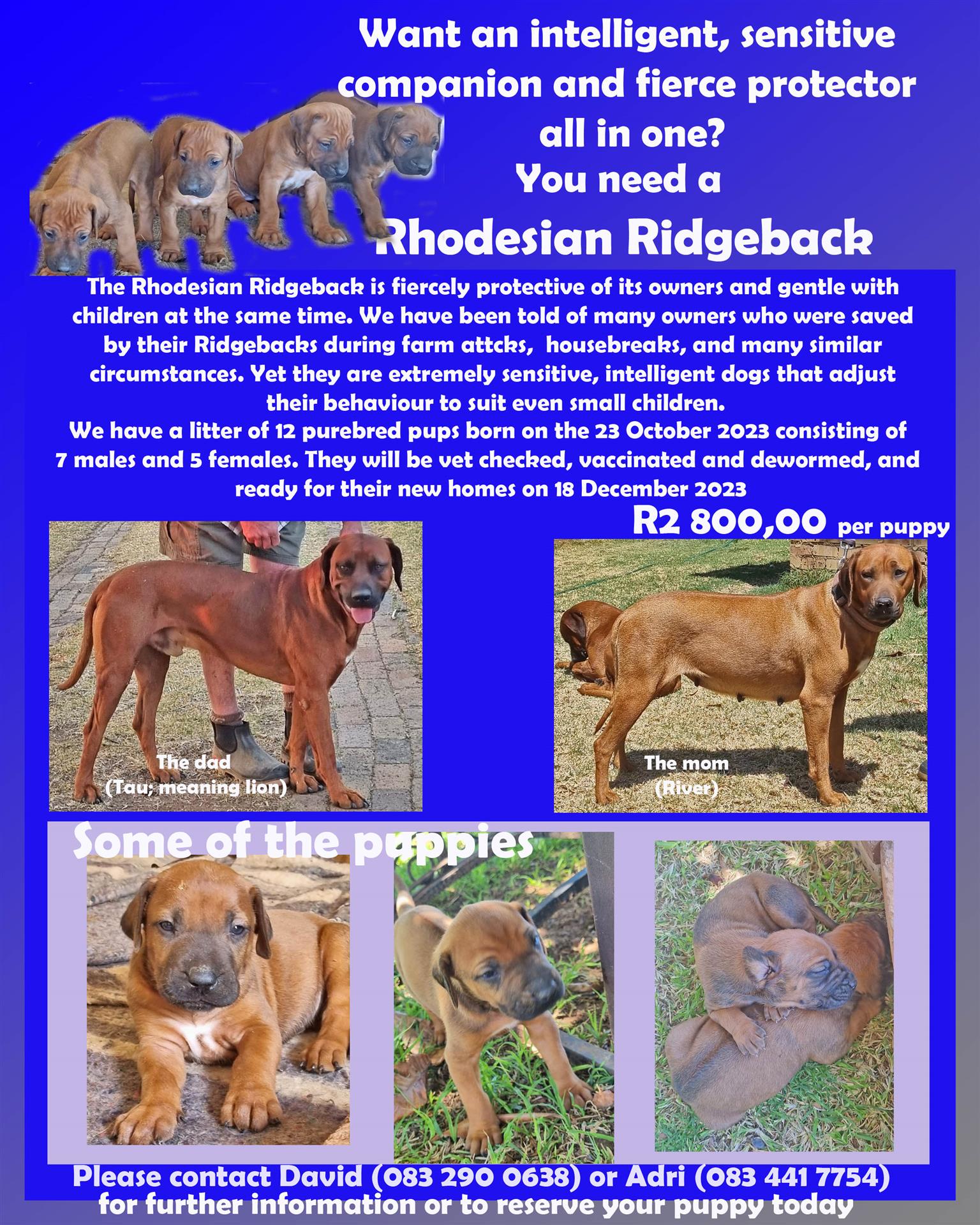 Purebred Rhodesian Ridgeback puppies for sale | Junk Mail