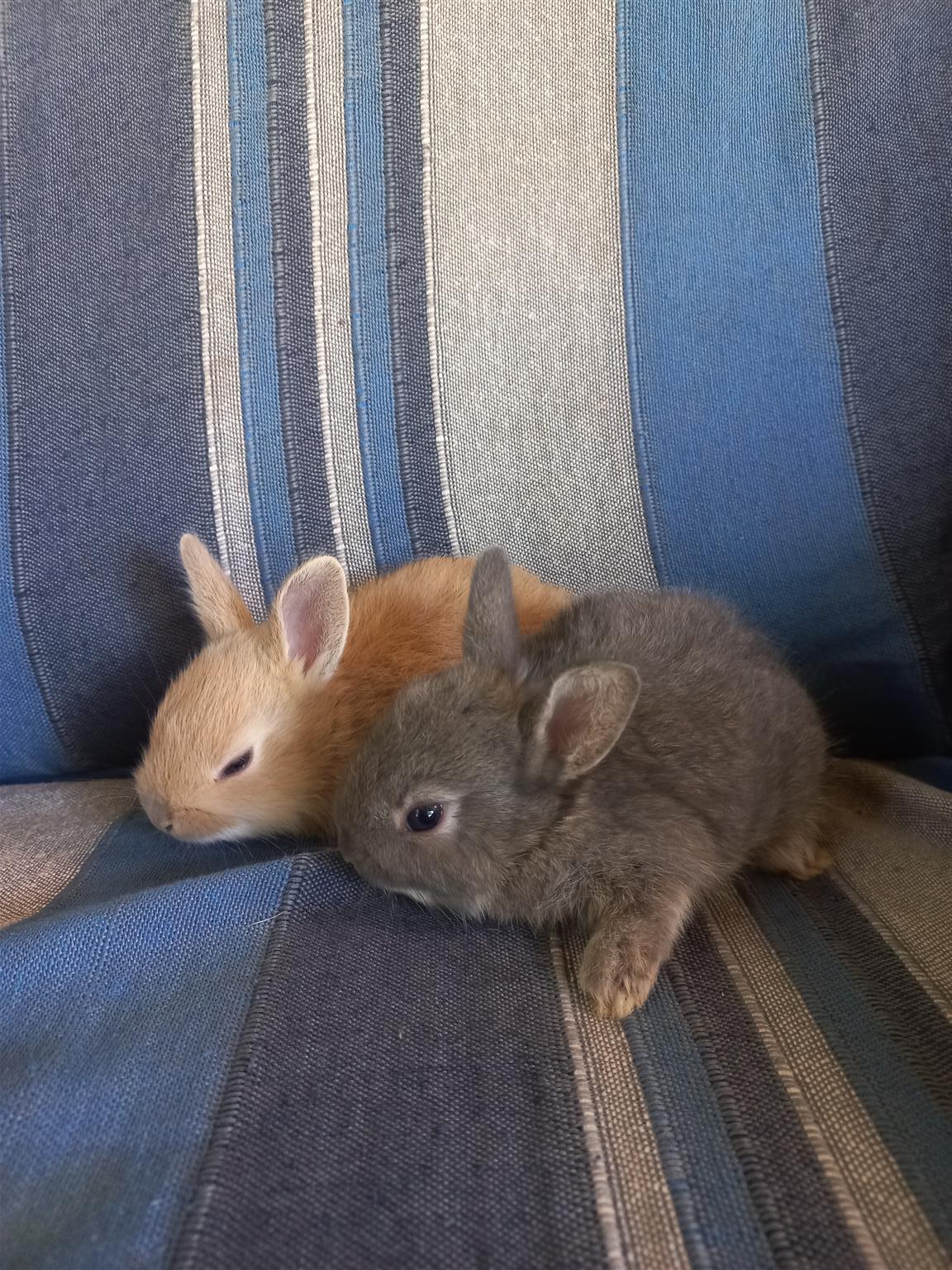Beautiful dwarf bunnies/rabbits for sale | Junk Mail Marketplace