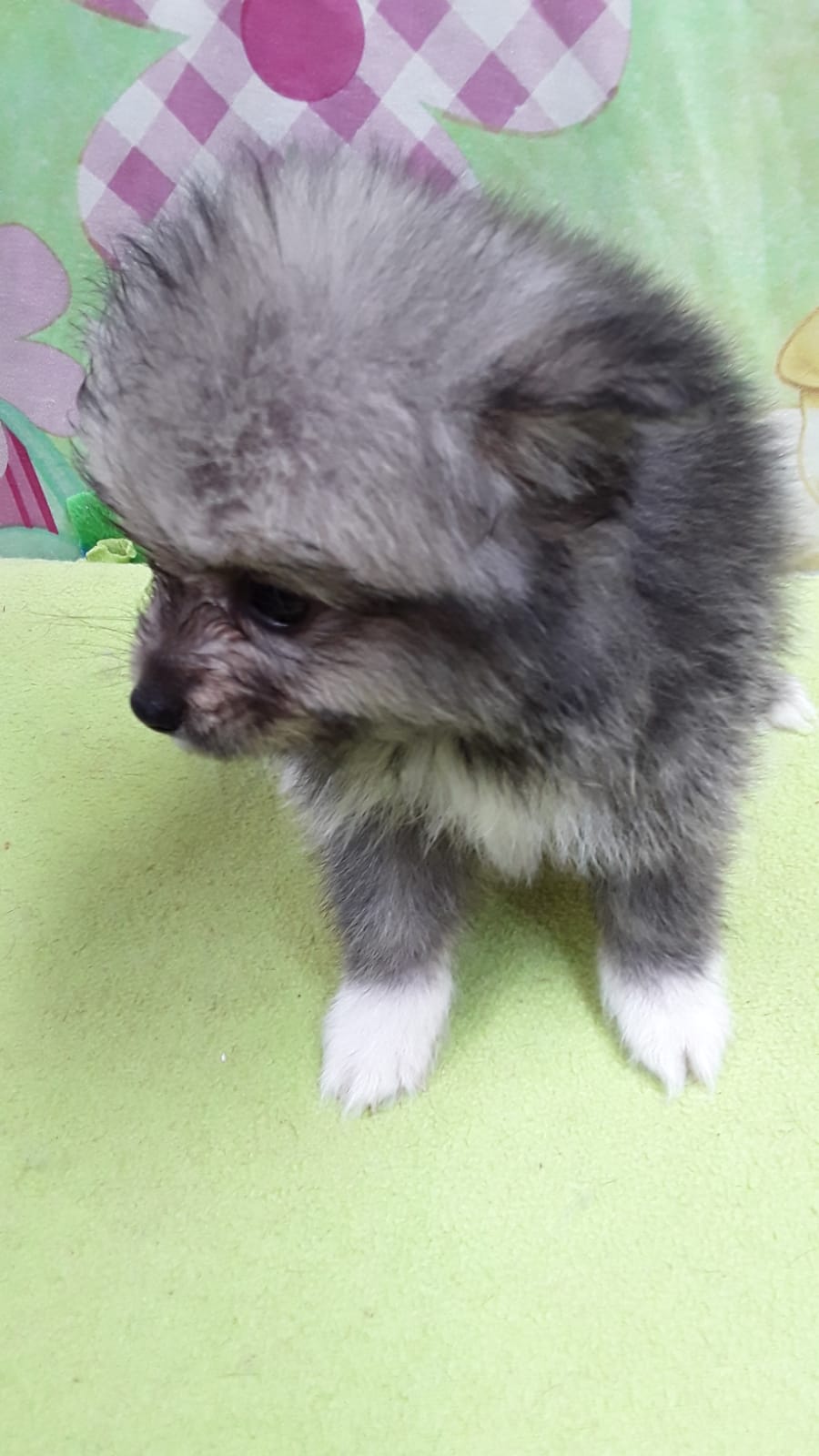 Pomeranian / Toy Pom Puppies | Junk Mail