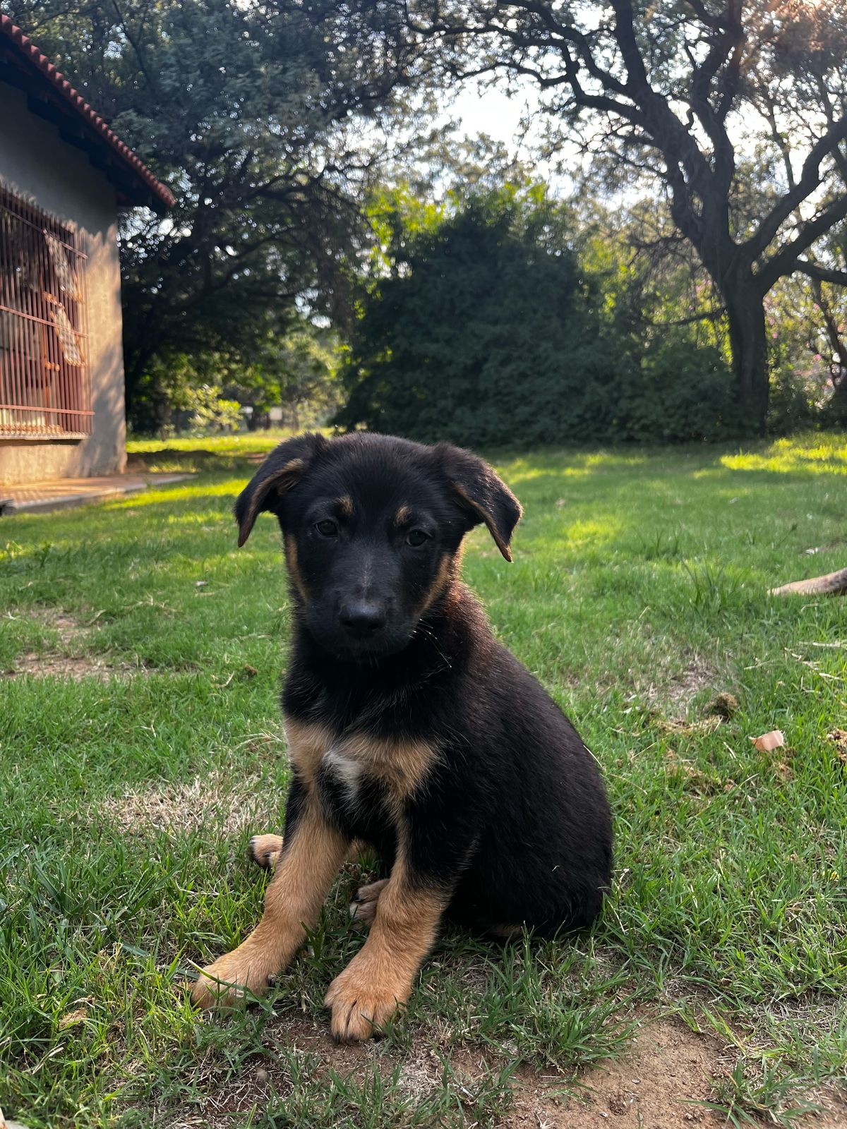 German shepard puppies | Junk Mail Marketplace