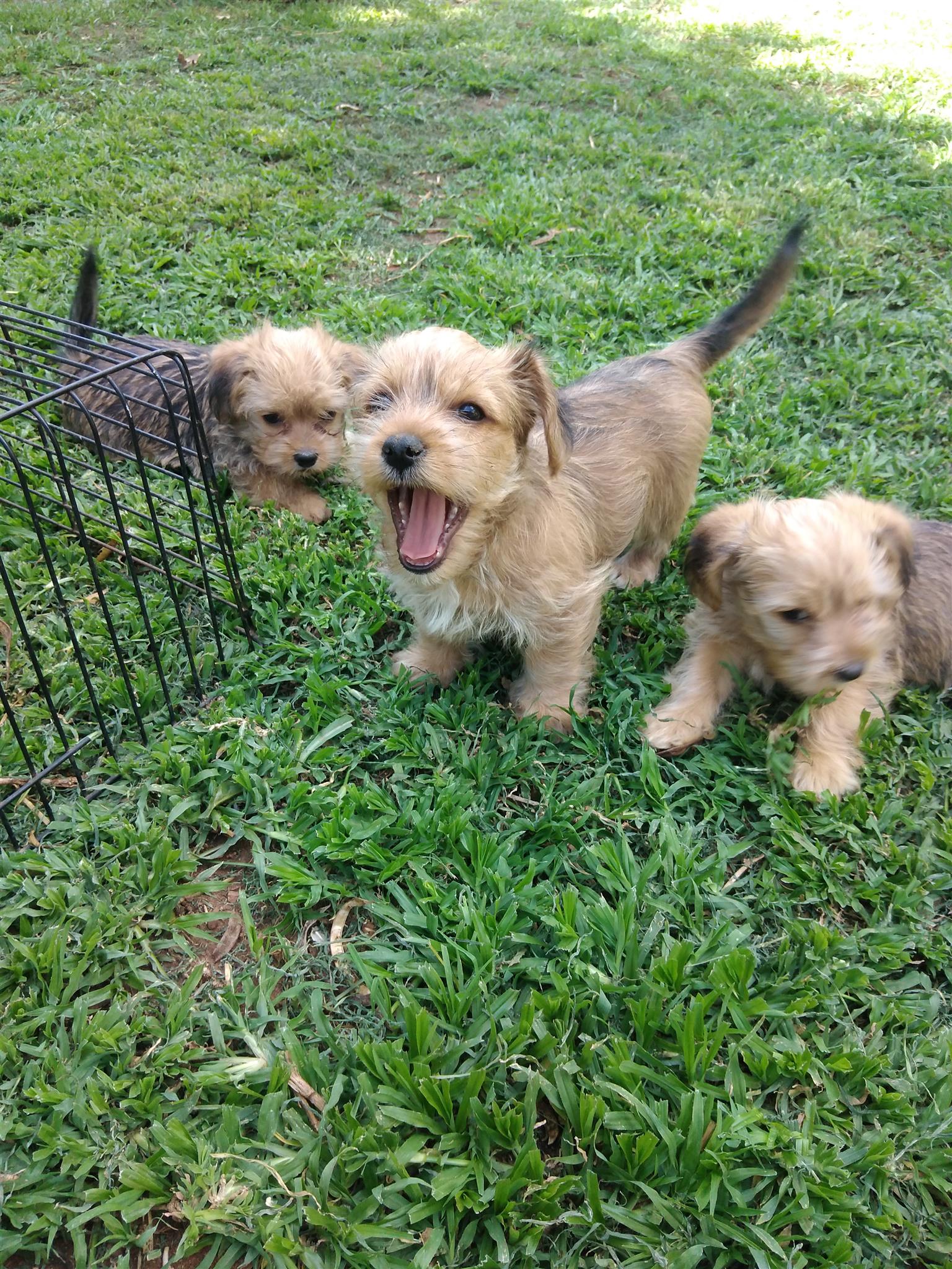Yorky sable pups. Born 26 Sept 2024. | Junk Mail Marketplace