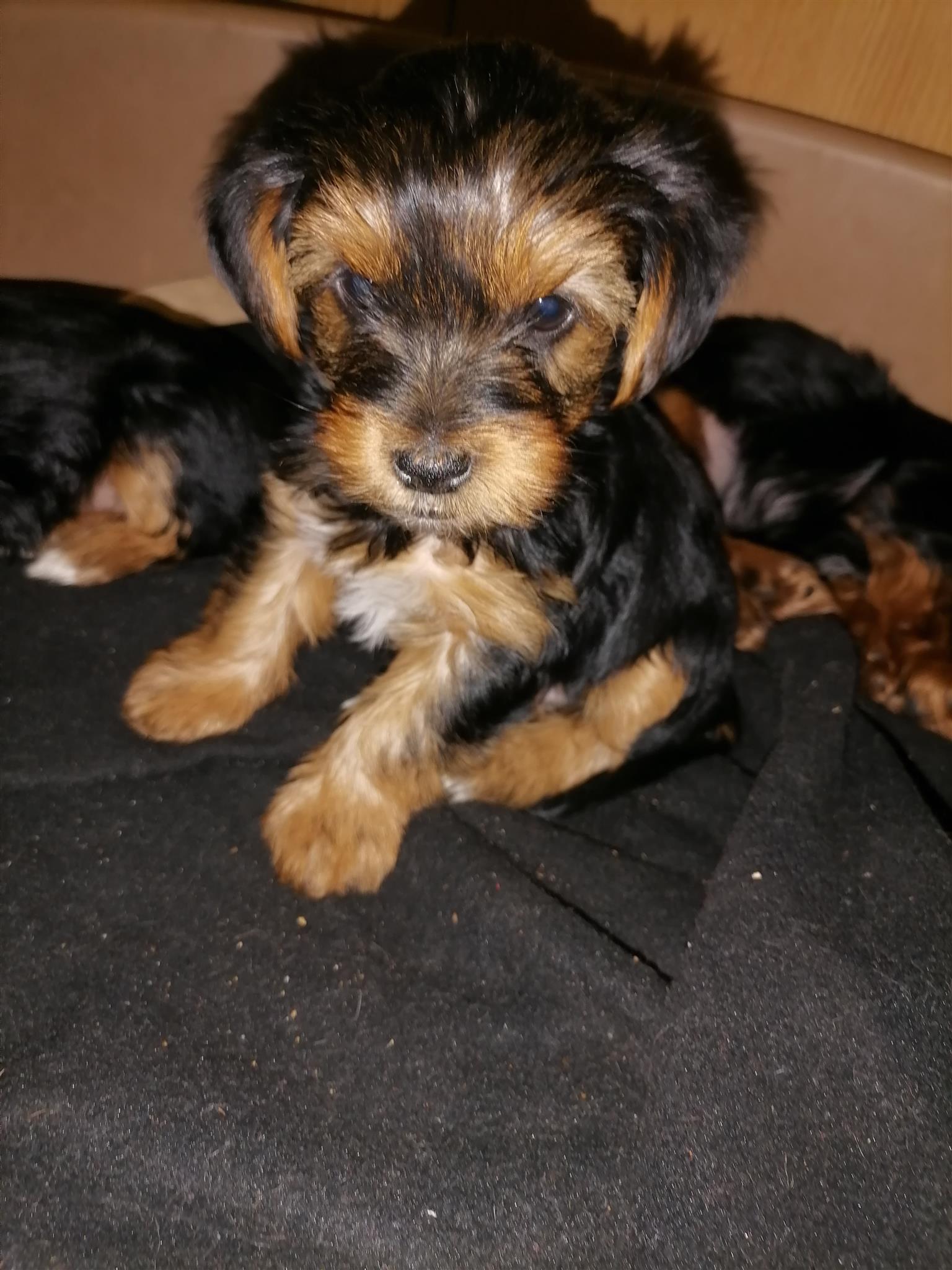 Traditional Pure breed Yorkie puppies | Junk Mail