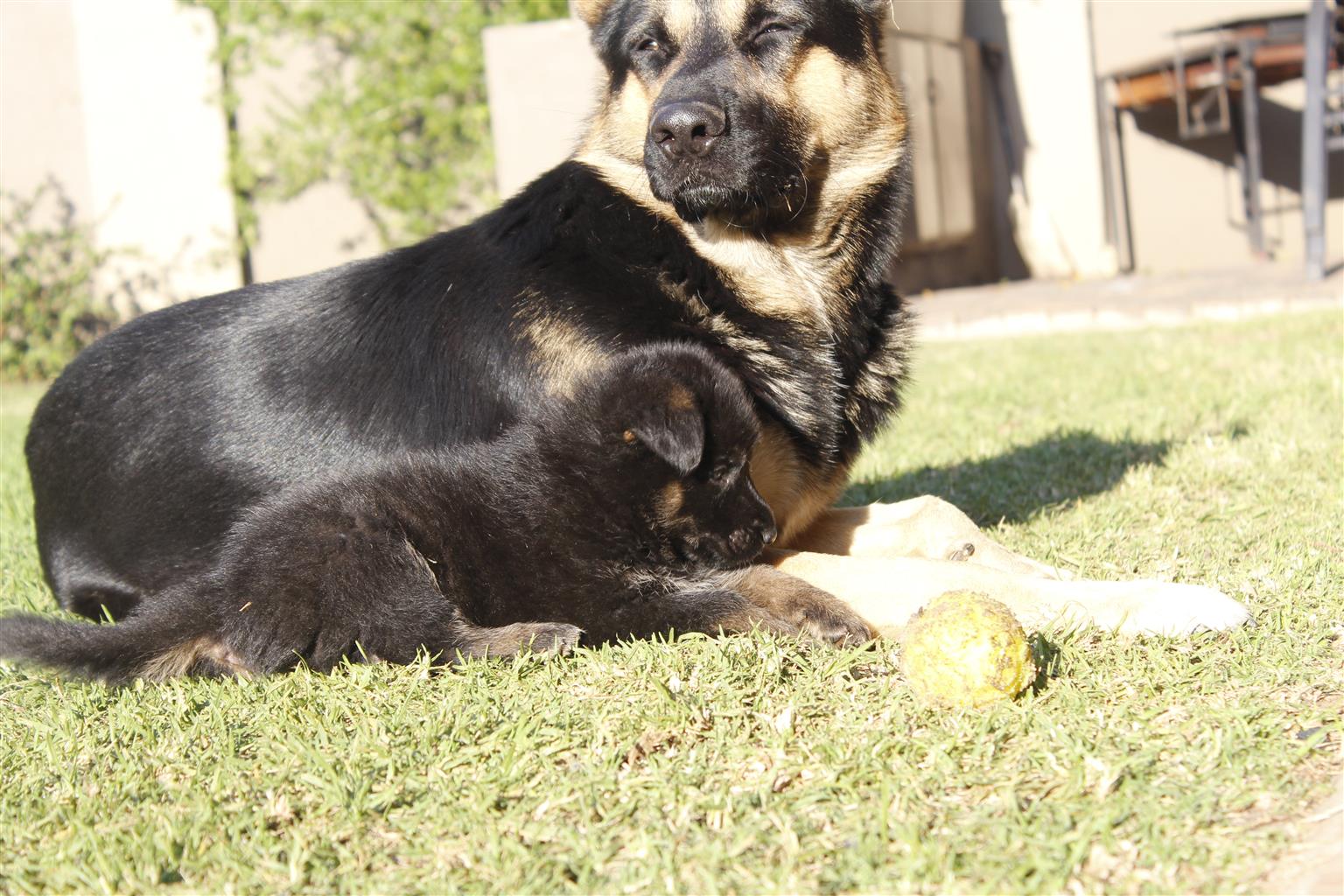 German Shepherd puppies looking for loving homes | Junk Mail