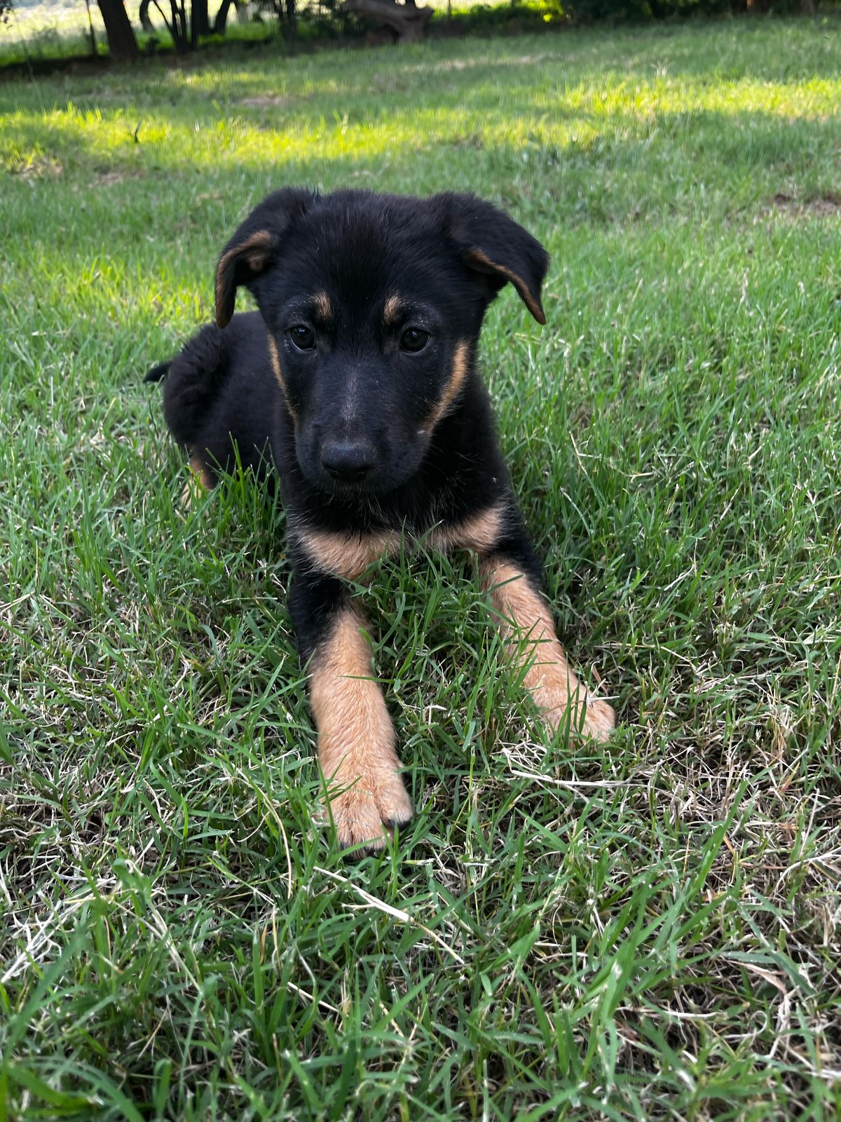 German shepard puppies | Junk Mail Marketplace