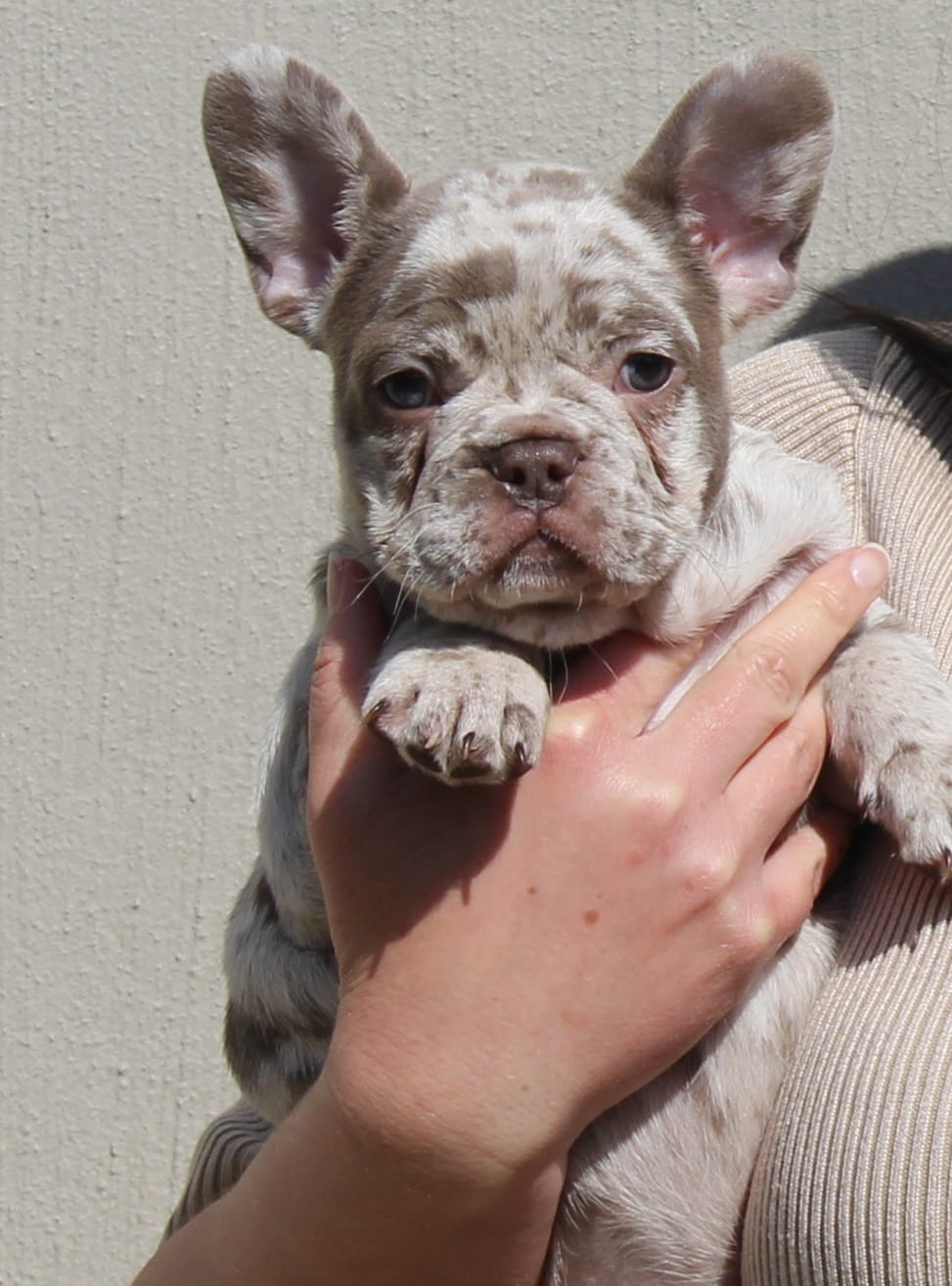 Gorgeous Exotic French bulldog puppies available | Junk Mail Marketplace