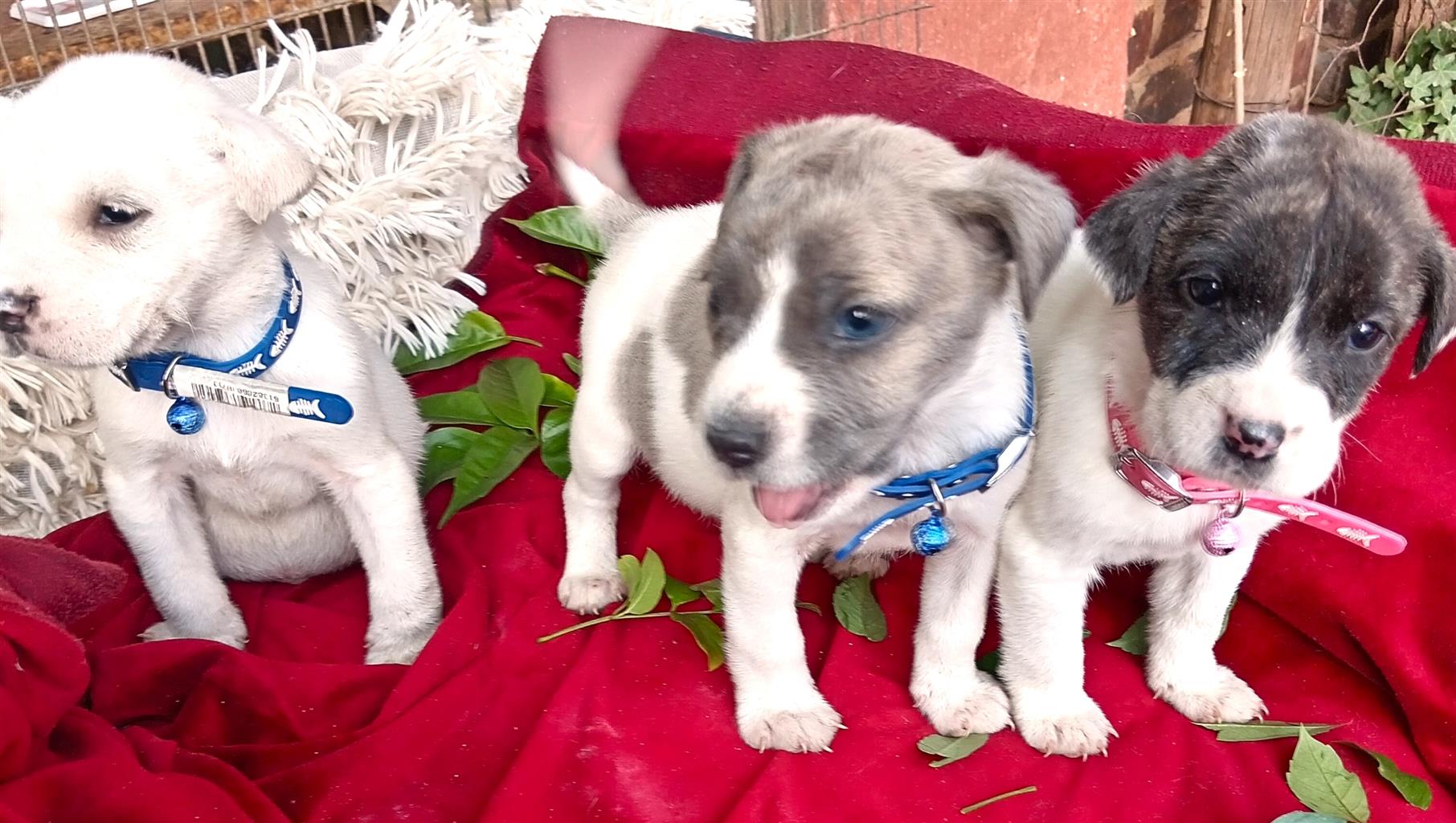 Beautiful Boxer terrier puppies | Junk Mail