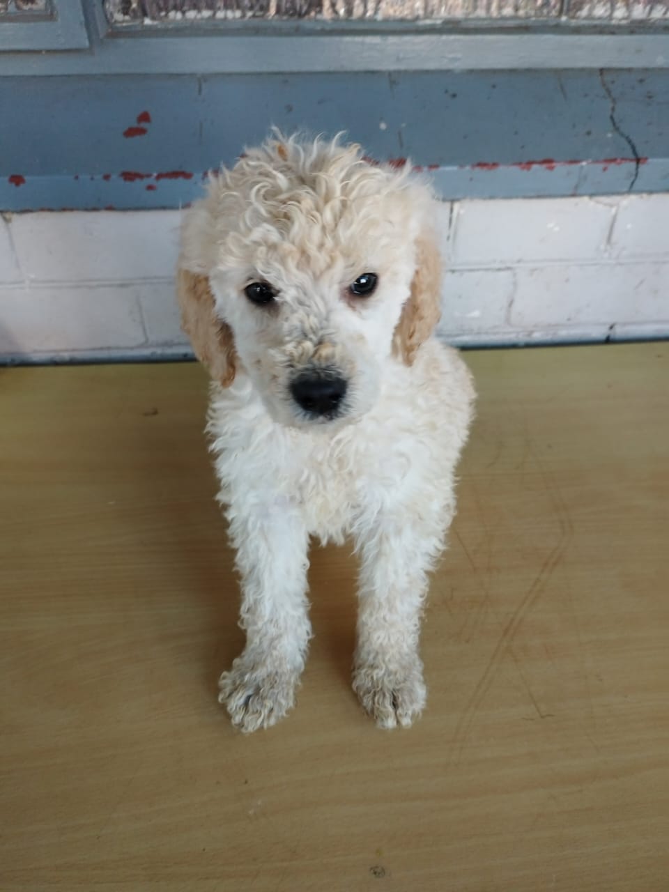 Standard French poodle | Junk Mail Marketplace