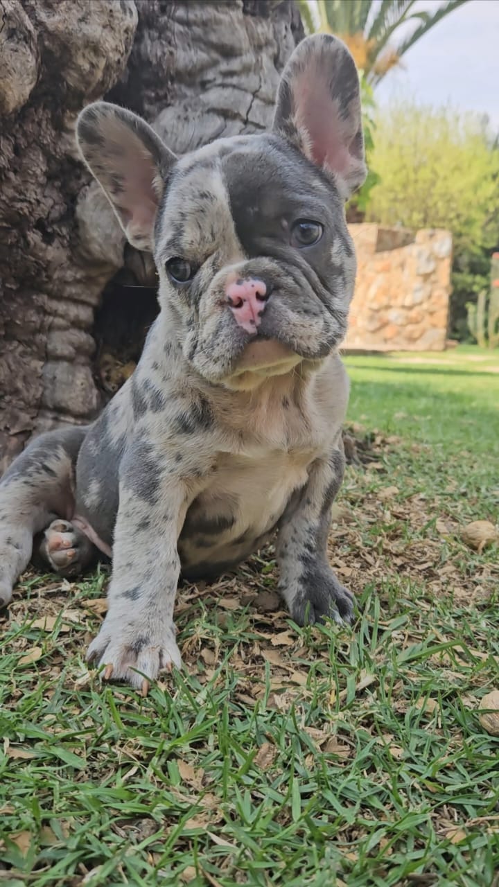 Beautiful Frenchie / French Bulldog puppies for sale | Junk Mail ...