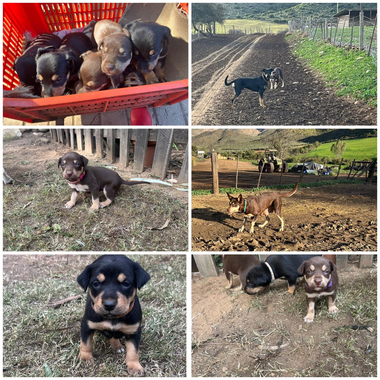 Opregte Australiese Kelpies | Geniune Australian Kelpies for Sale ...