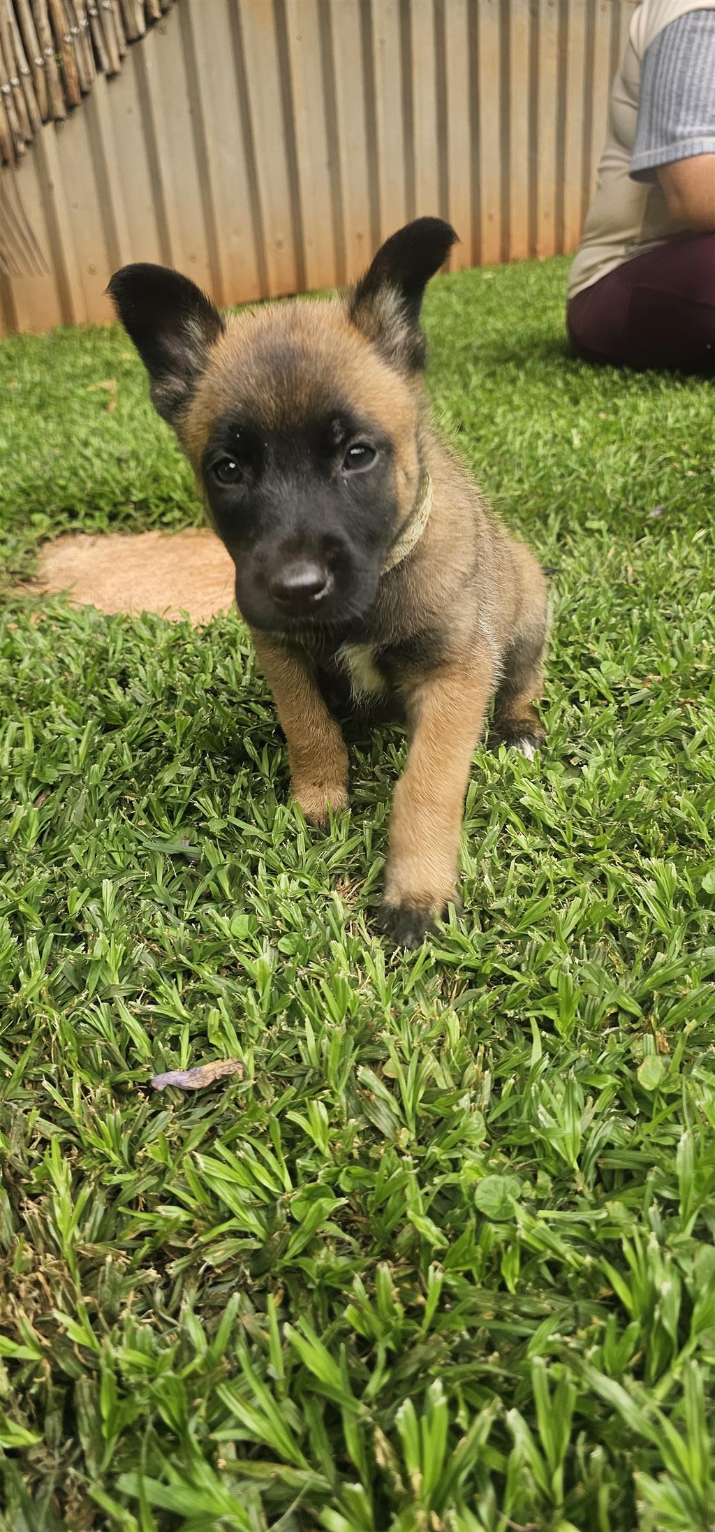 PUREBRED BELGIUM MALINOIS PUPPIES FOR SALE. | Junk Mail Marketplace