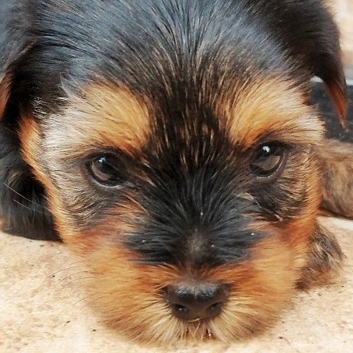 Pure Breed Yorkie Puppys | Junk Mail