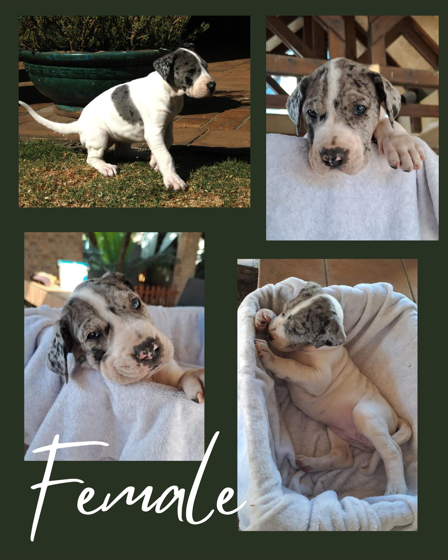 Giant Great Dane Puppies For Sale Junk Mail