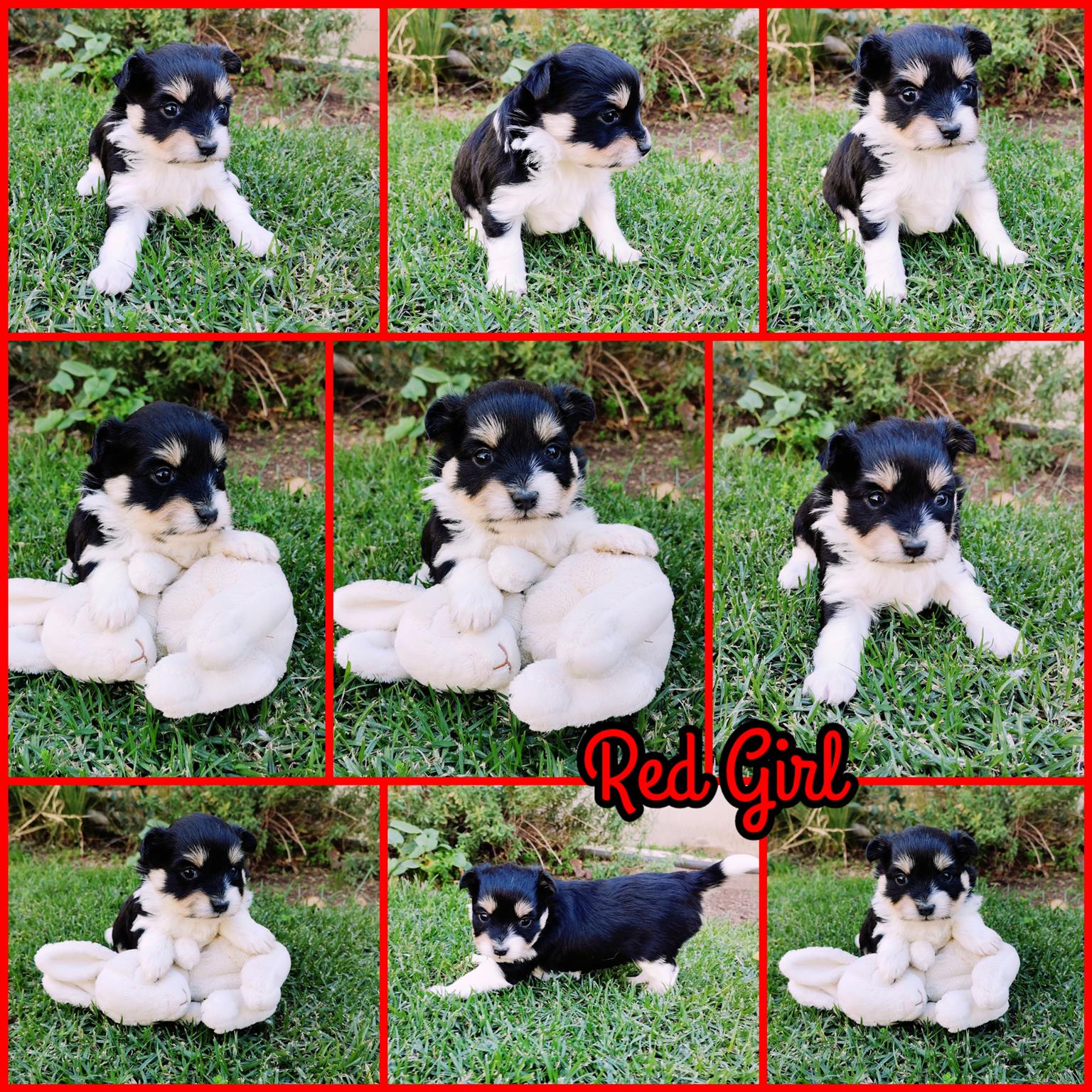 Yorkie X Papillon Puppies Available Junk Mail yorkie-x-papillon-puppies-available-junk-mail