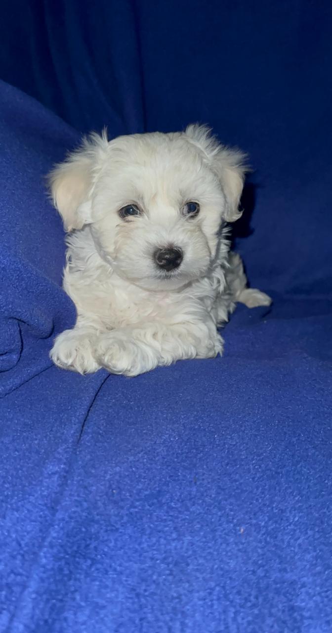Maltese puppies 8 weeks old. Born 23 February 2024 We have available 4x ...