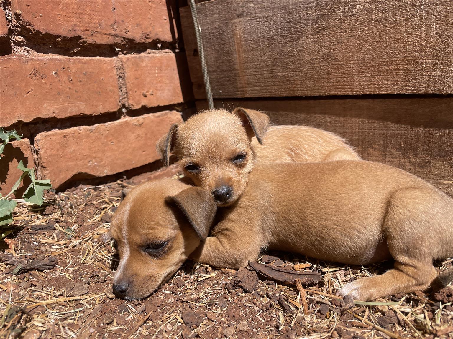 2 Wonderful Chihuahua x Yorkie x Min Pin pups for sale | Junk Mail ...