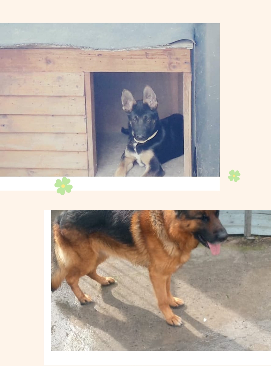 German shepherd puppies | Junk Mail