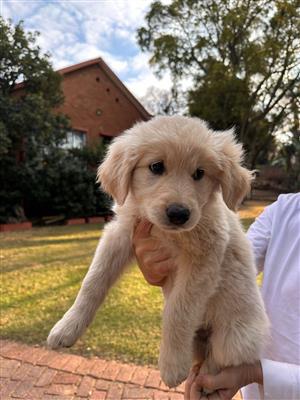 Retriver/german Sheppard puppies for sale | Junk Mail