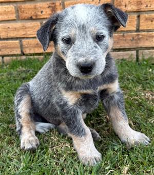 Australian Cattle Dog (Beeshond) Puppies for sale | Junk Mail Marketplace