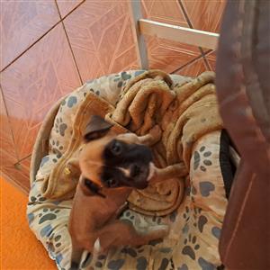 Boxer puppies | Junk Mail