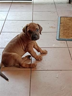 Rhodesian Ridgeback puppies | Junk Mail Marketplace